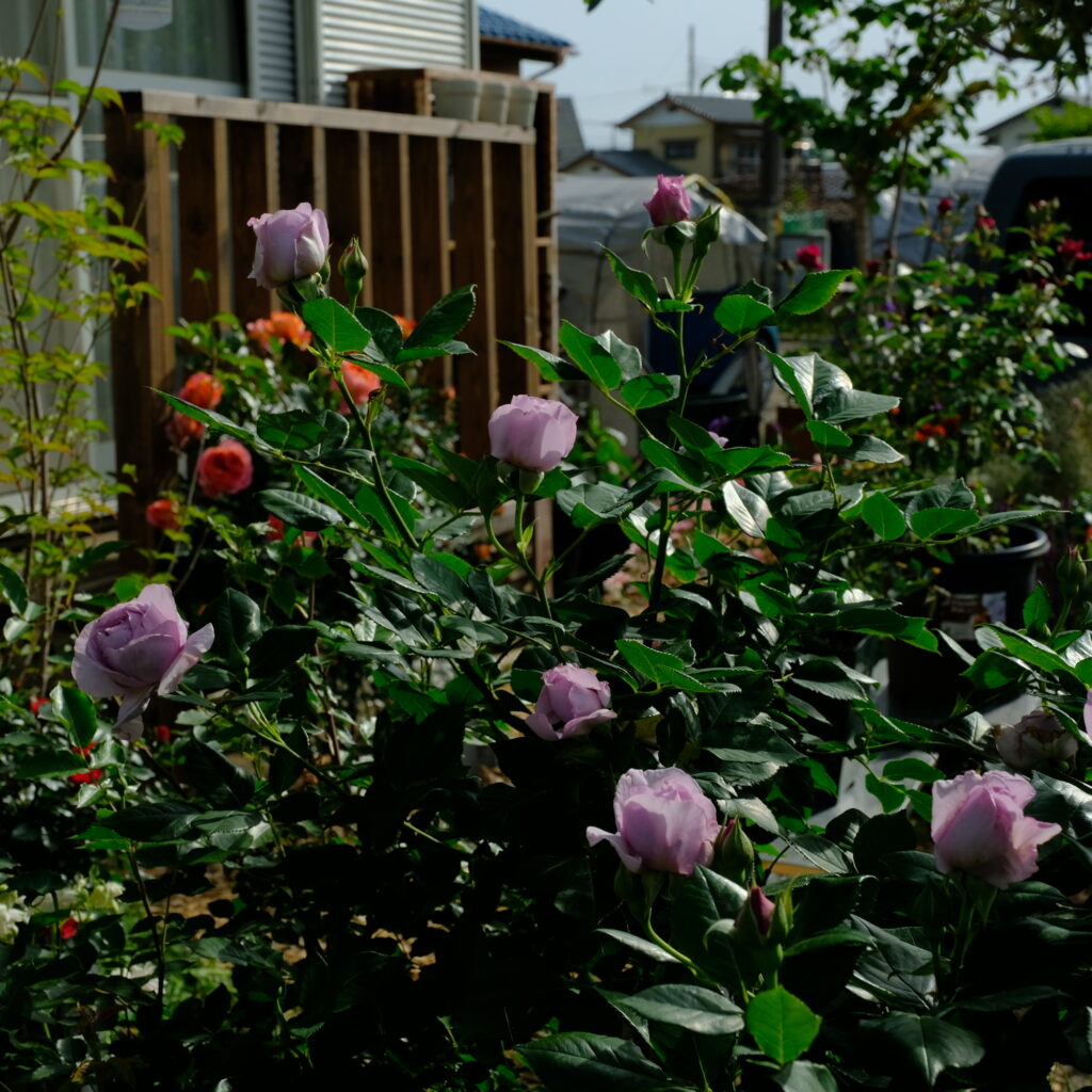 バラの二番花を全てカット 秋に期待してバラも配置換え - つまけん